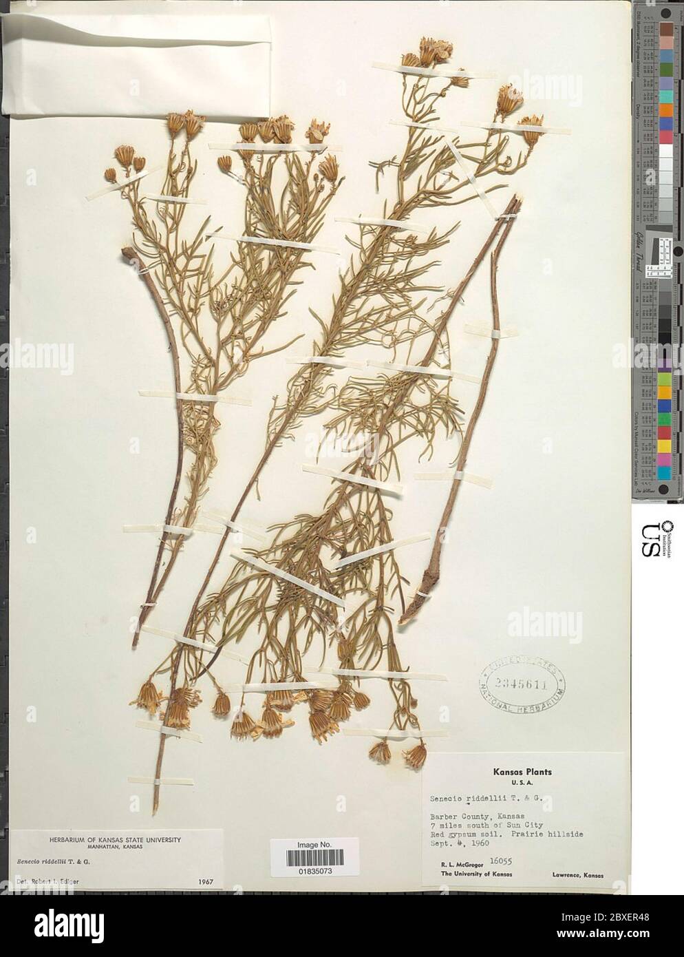 Senecio riddellii Torr A Gray Senecio riddellii Torr A Gray Stock Photo ...