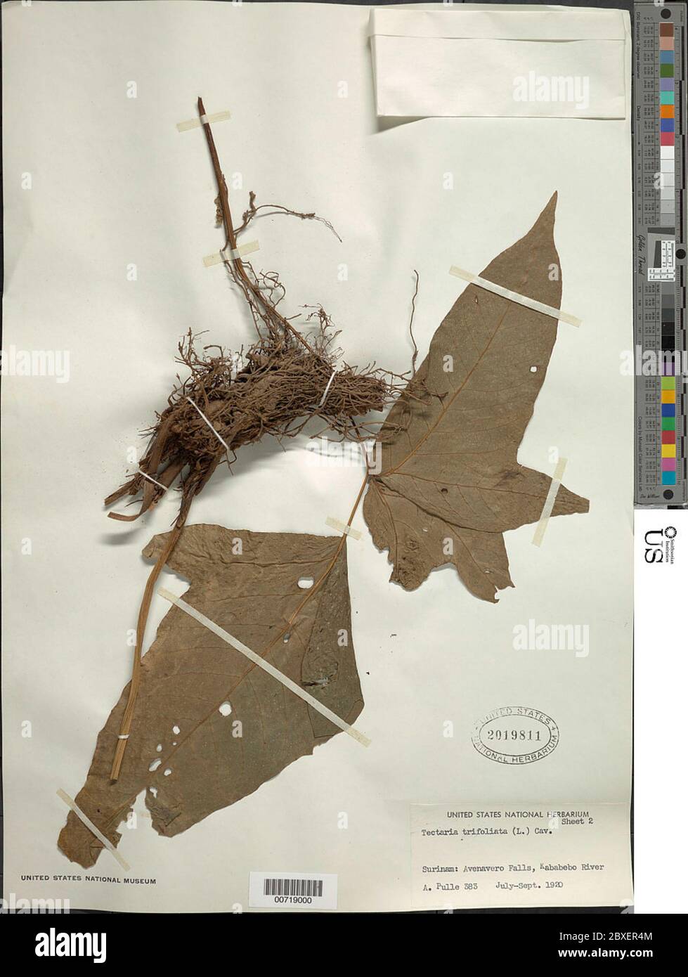 Tectaria trifoliata L Cav Tectaria trifoliata L Cav Stock Photo - Alamy