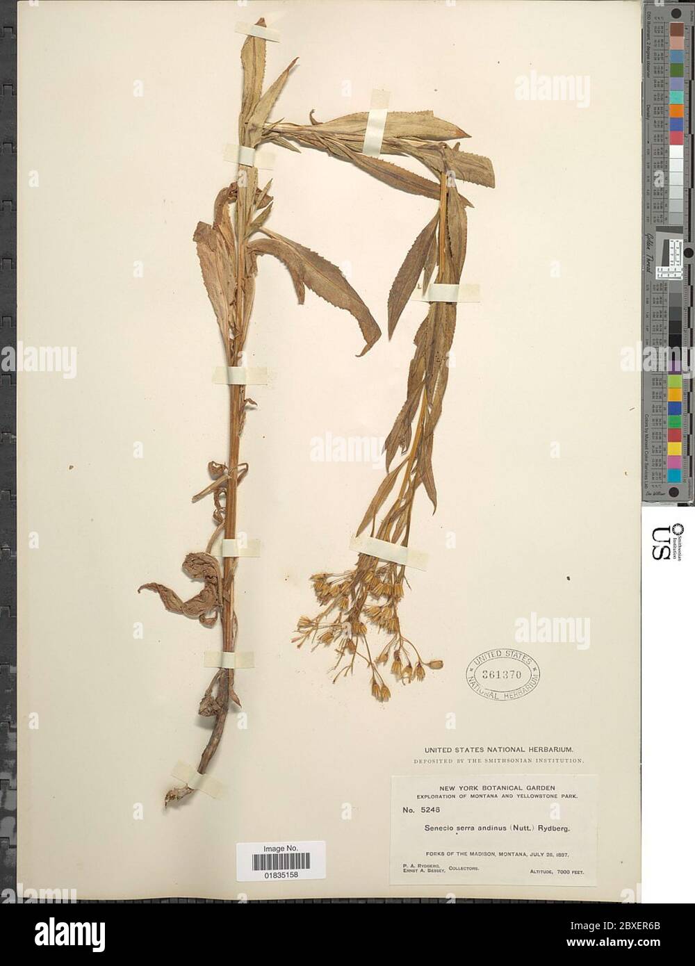 Senecio serra hi-res stock photography and images - Alamy