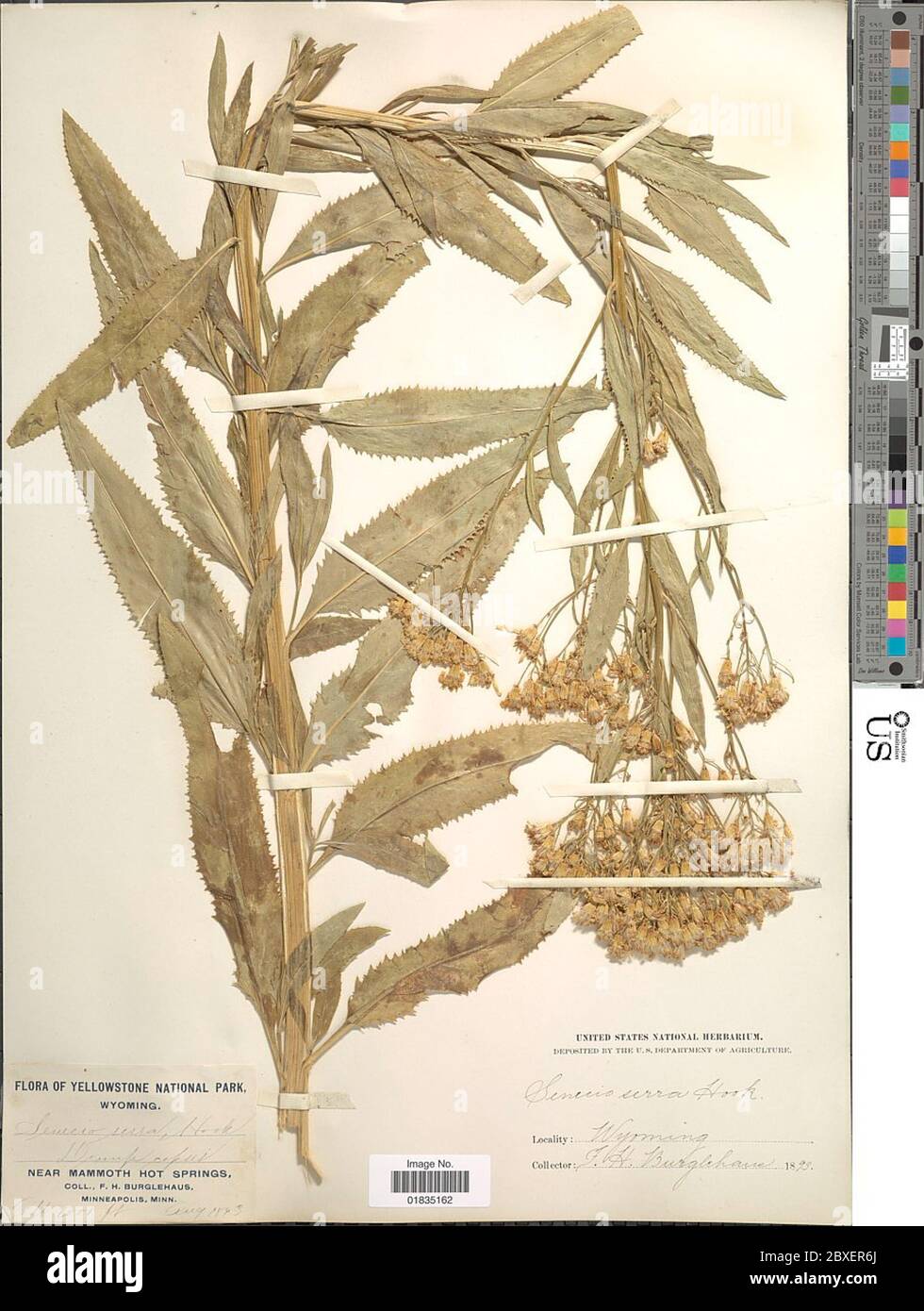 Senecio serra Hook Senecio serra Hook Stock Photo - Alamy