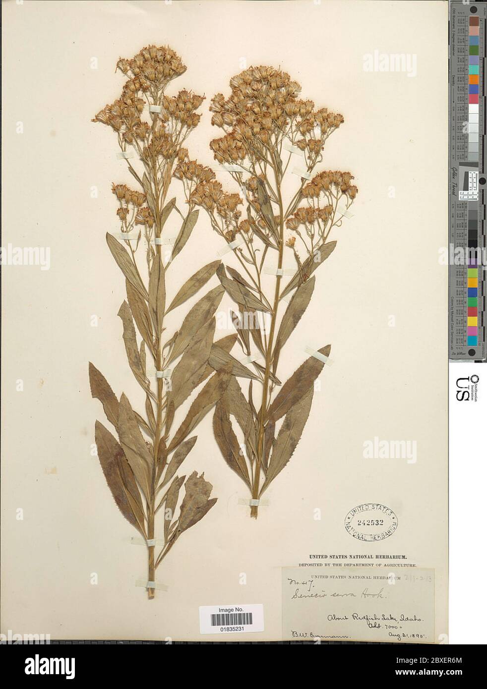 Senecio serra Hook Senecio serra Hook Stock Photo - Alamy