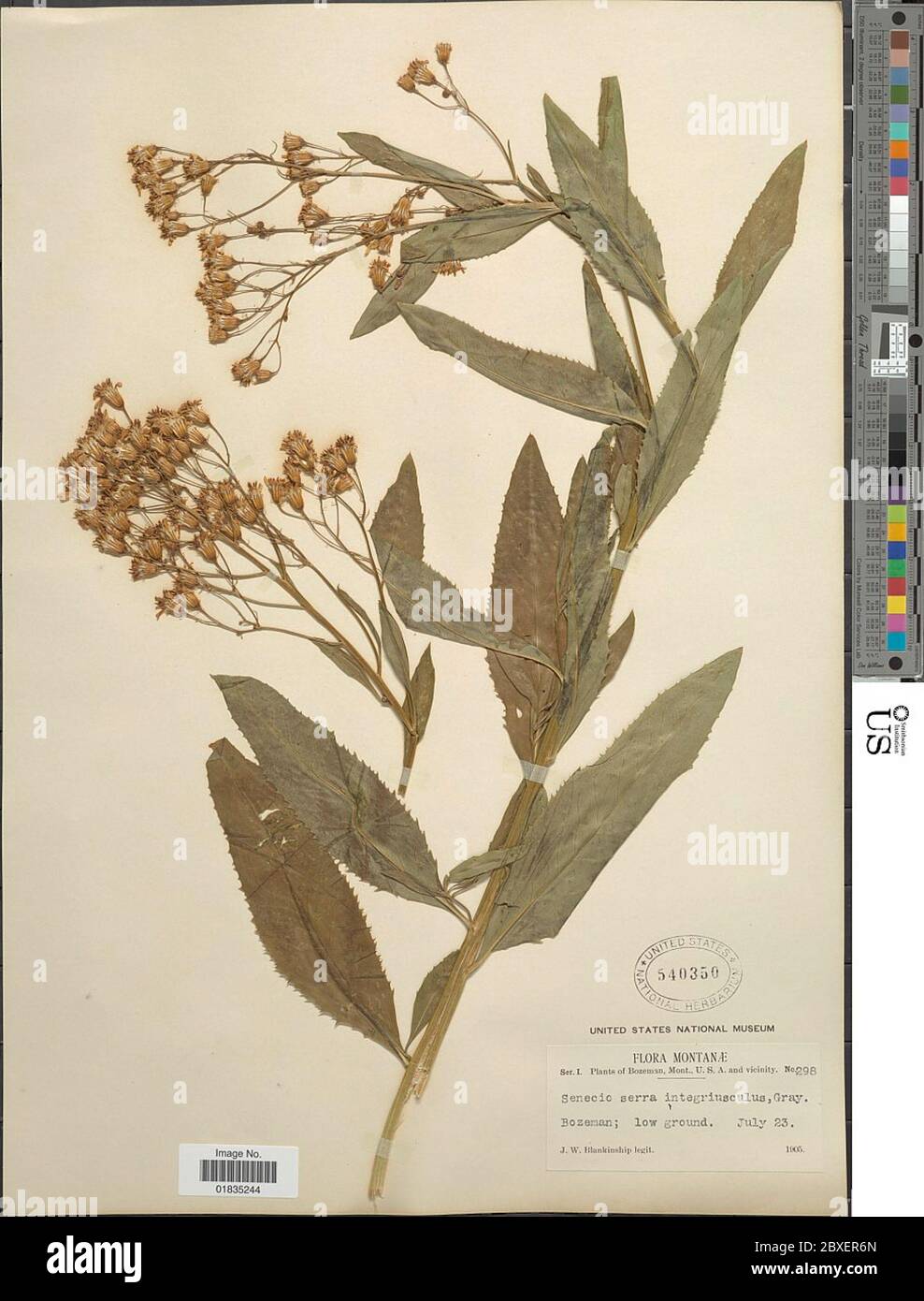 Senecio serra Hook Senecio serra Hook Stock Photo - Alamy