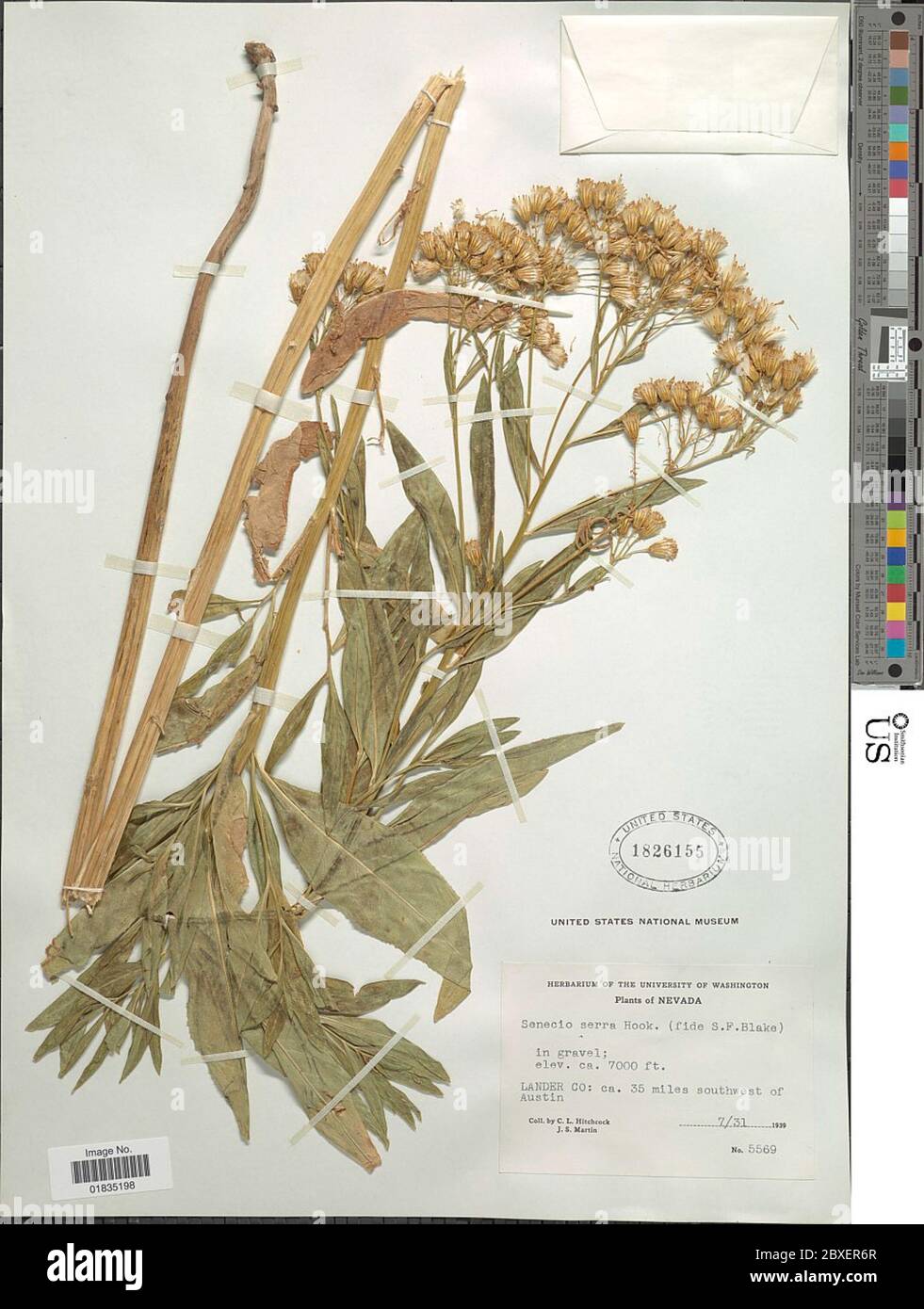 Senecio serra Hook Senecio serra Hook Stock Photo - Alamy