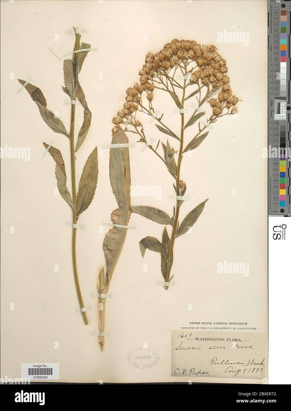 Senecio serra Hook Senecio serra Hook Stock Photo - Alamy