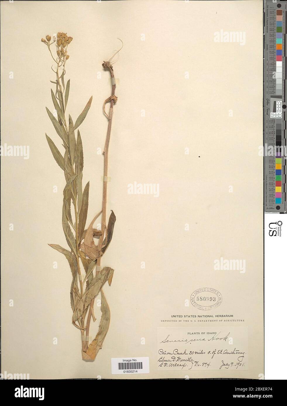 Senecio serra Hook Senecio serra Hook Stock Photo - Alamy