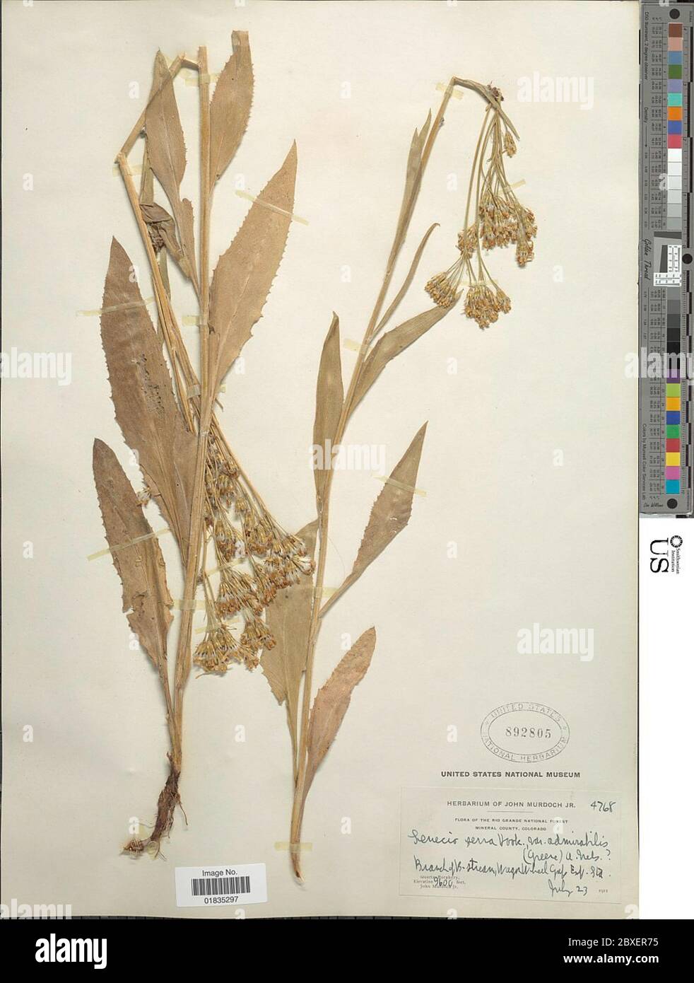 Senecio serra Hook Senecio serra Hook Stock Photo - Alamy