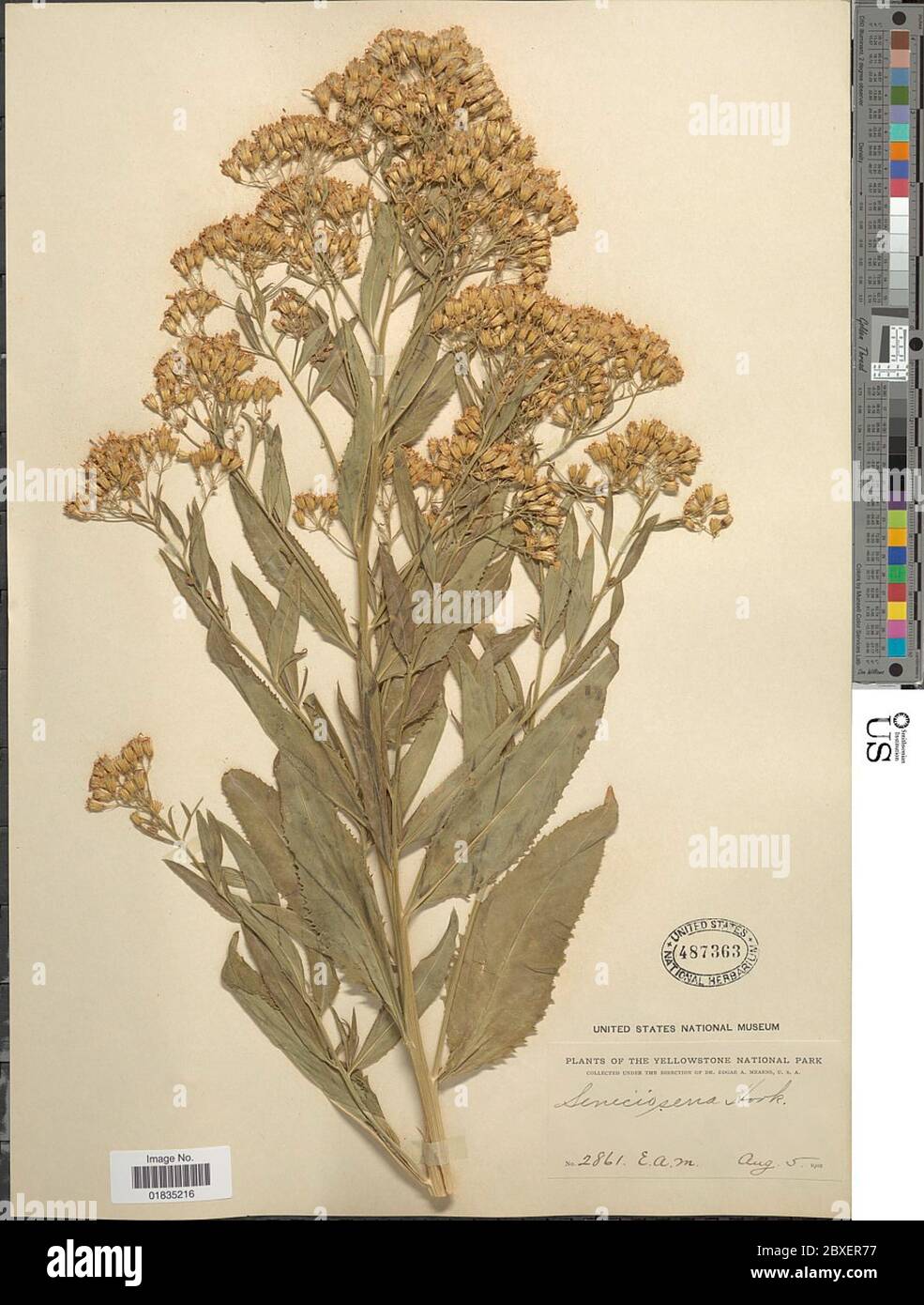 Senecio serra Hook Senecio serra Hook Stock Photo - Alamy