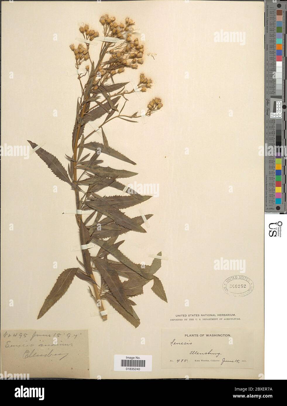 Senecio serra hi-res stock photography and images - Alamy