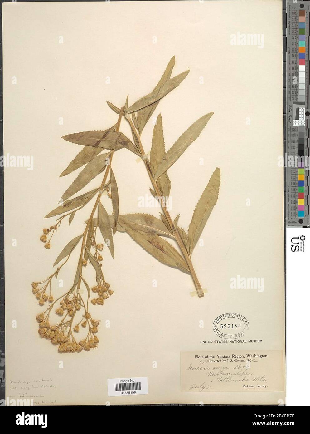 Senecio serra hi-res stock photography and images - Alamy