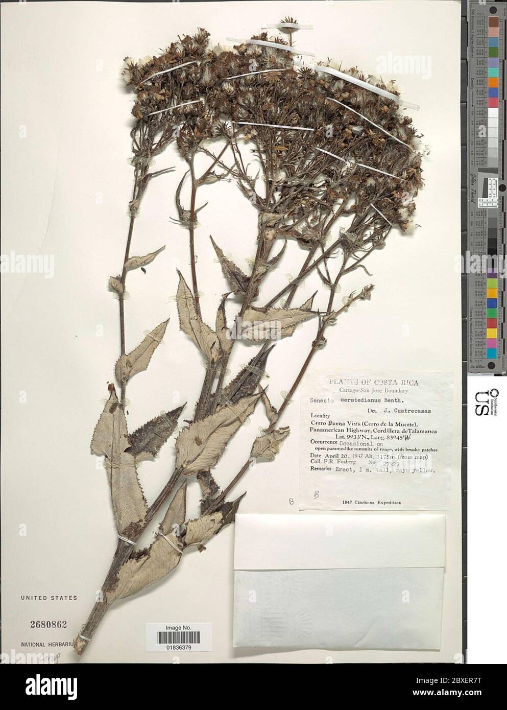 Oerstedianus hi-res stock photography and images - Alamy