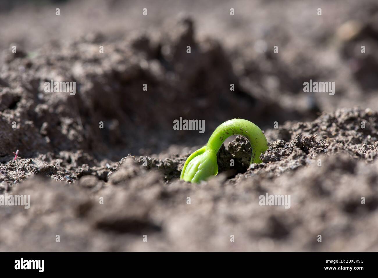 Bean seeds germination hi-res stock photography and images - Alamy
