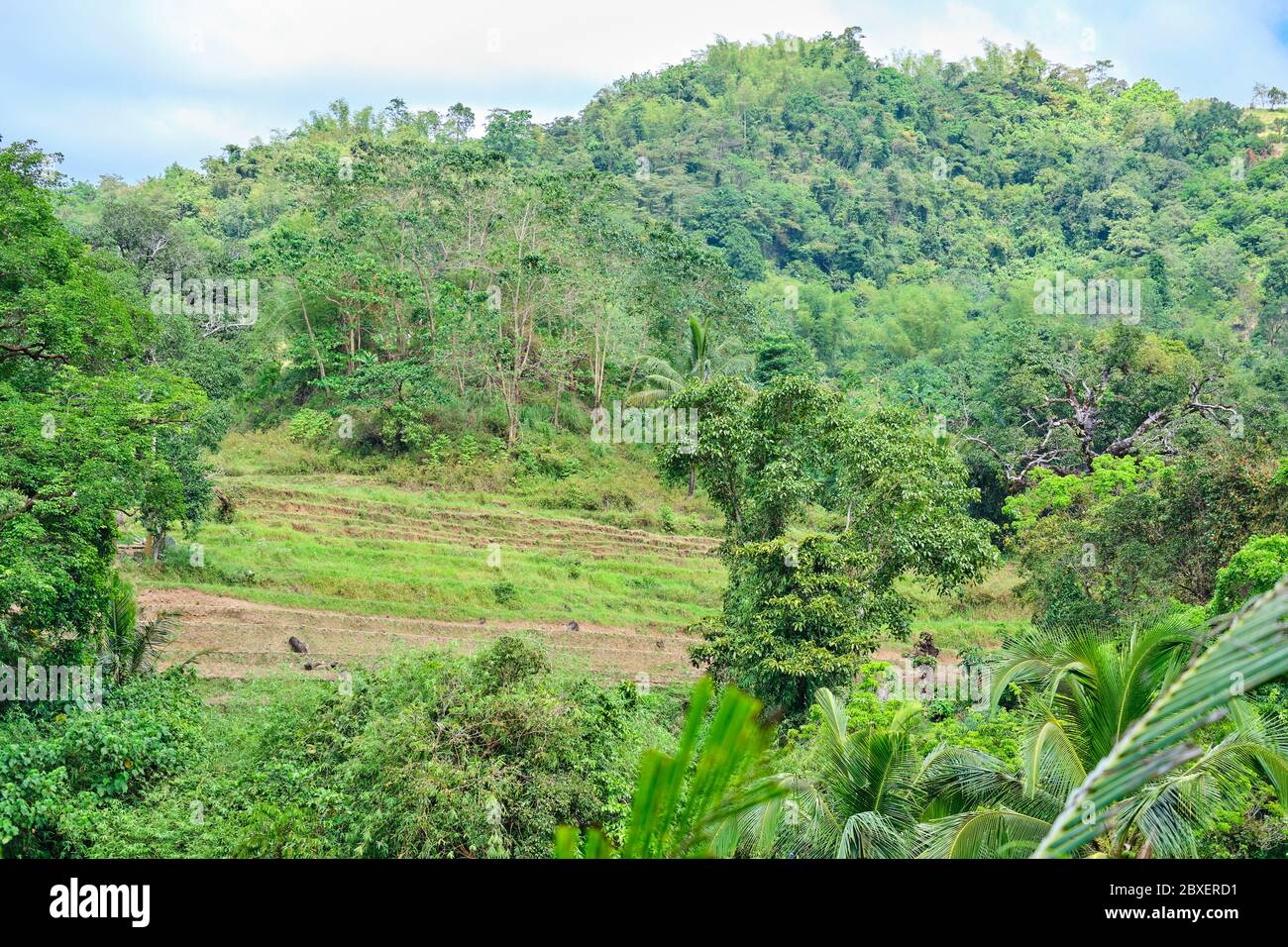 Wild forest on the island of Panay Philippines Stock Photo - Alamy