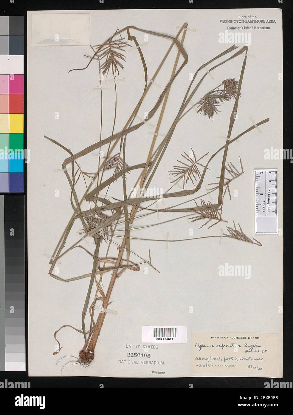 Wetland plant species hi-res stock photography and images - Alamy