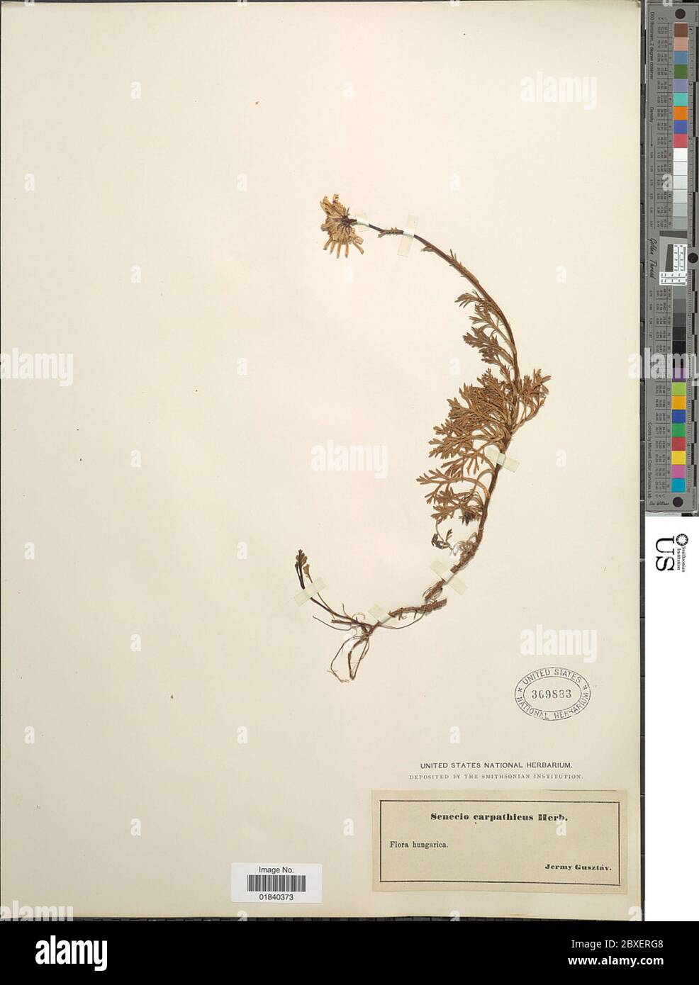 Herbich hi-res stock photography and images - Alamy