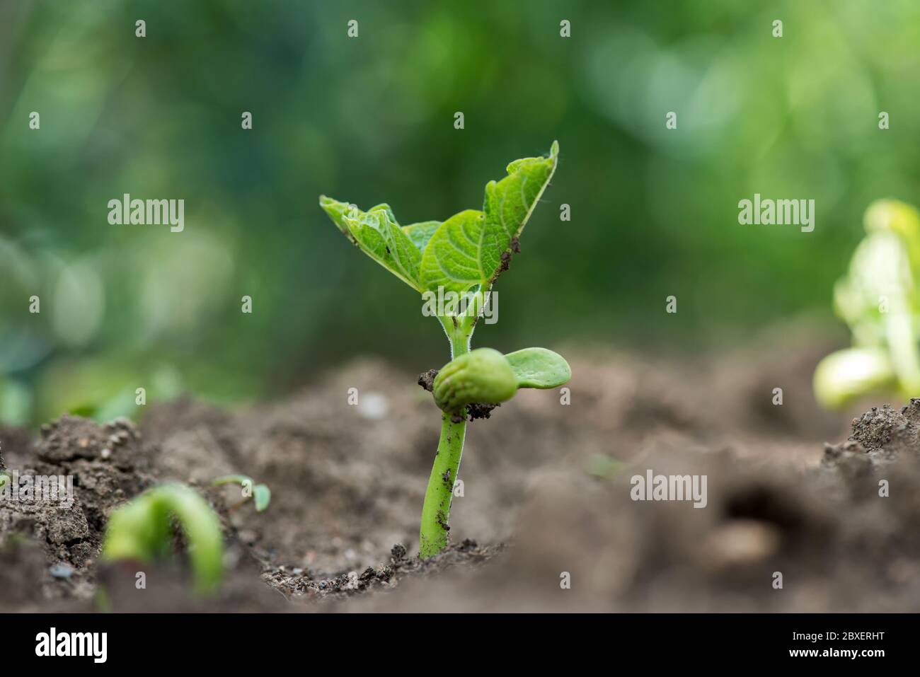Bean seeds germination hi-res stock photography and images - Alamy
