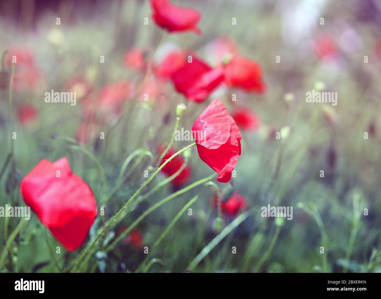 Beautiful photos of red poppies in the summer fields Stock Photo - Alamy
