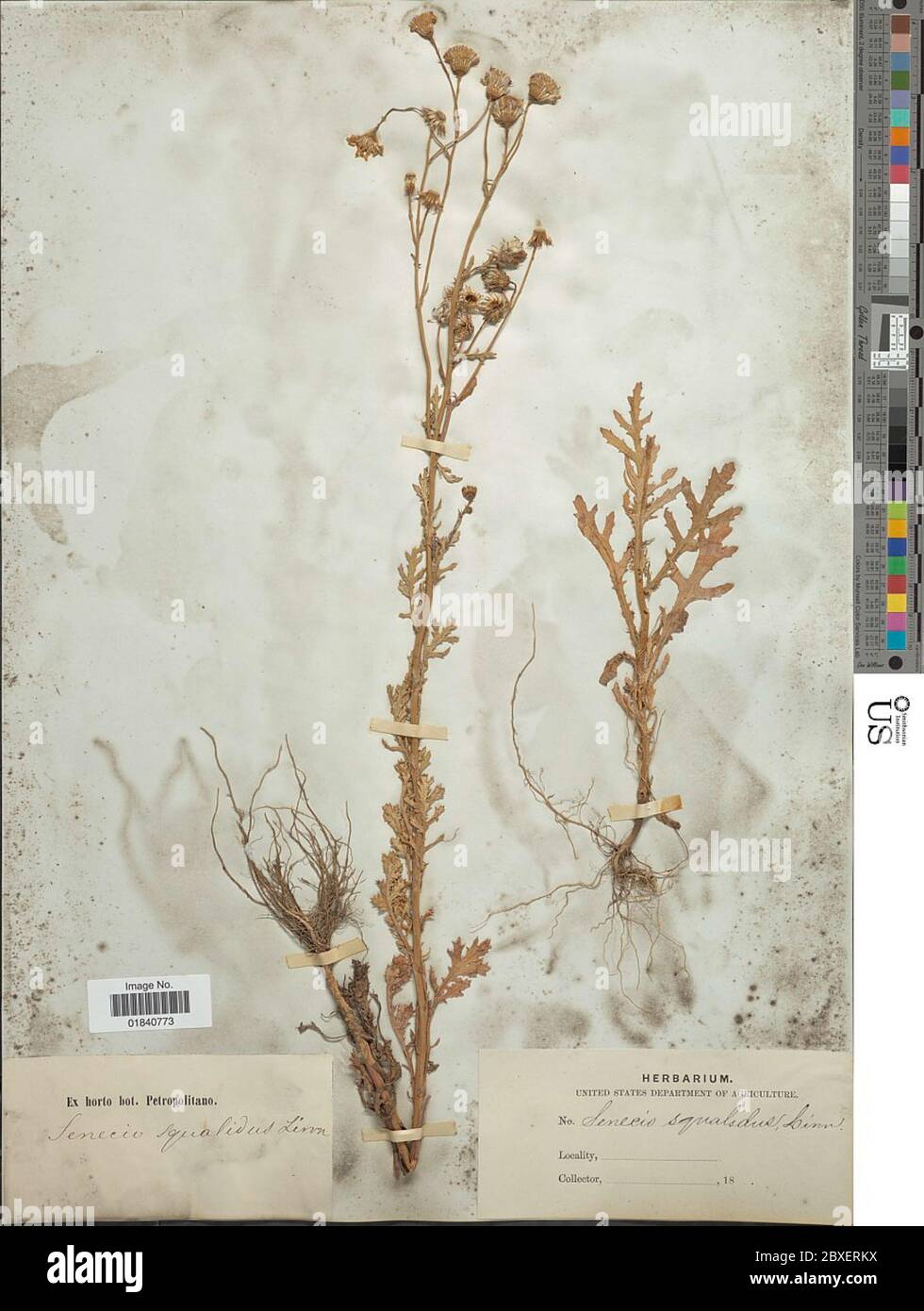 Senecio squalidus l hi-res stock photography and images - Alamy