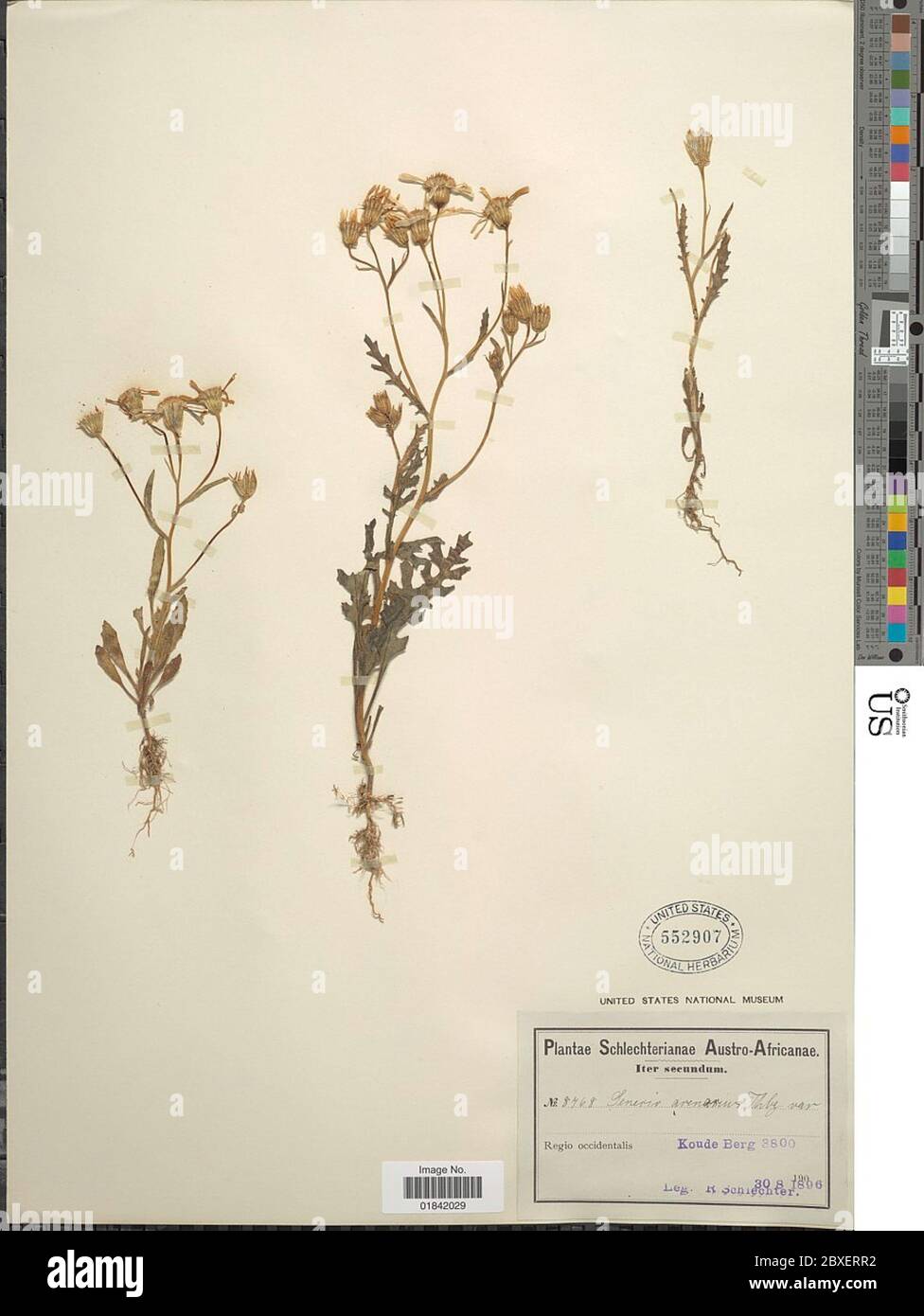 Senecio arenarius Thunb Senecio arenarius Thunb Stock Photo - Alamy