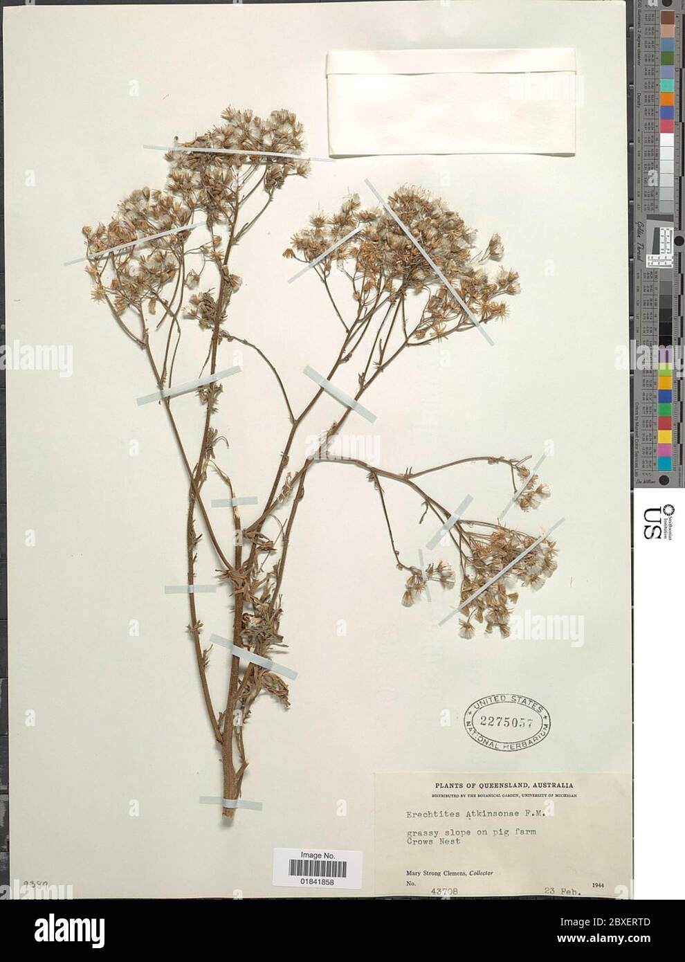 Senecio bipinnatisectus Senecio bipinnatisectus Stock Photo - Alamy