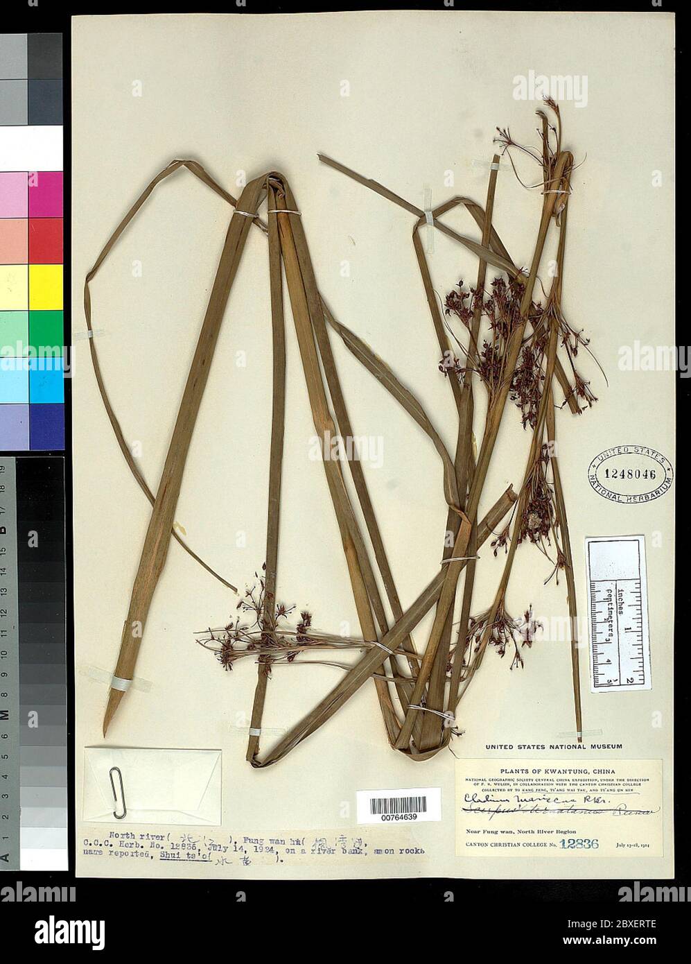 Cladium mariscus hi-res stock photography and images - Alamy