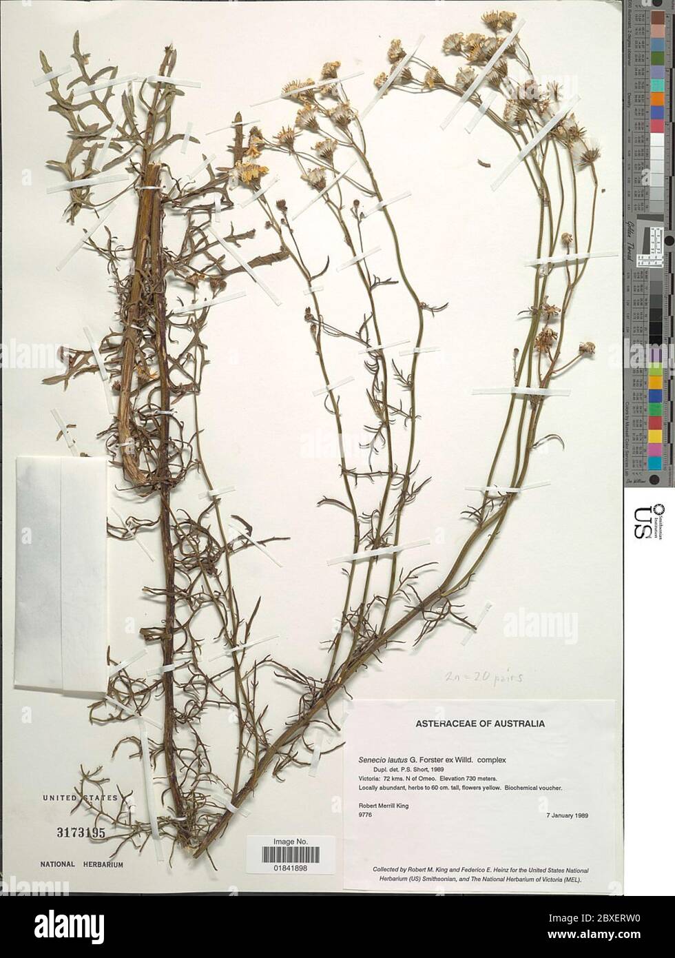 Senecio lautus G Forst ex Willd Senecio lautus G Forst ex Willd Stock ...