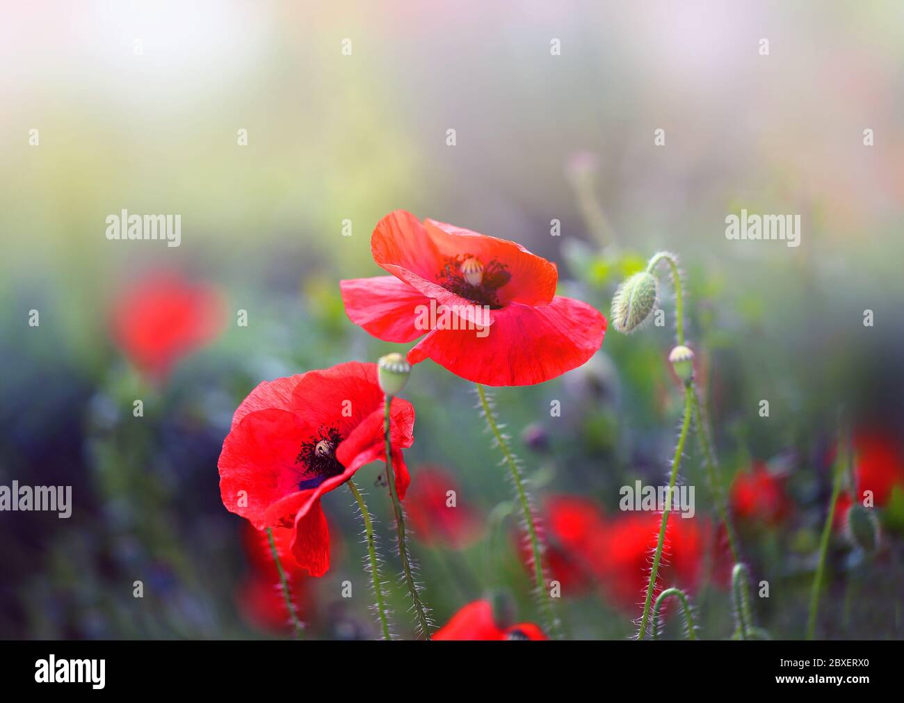 Beautiful photos of red poppies in the summer fields Stock Photo - Alamy