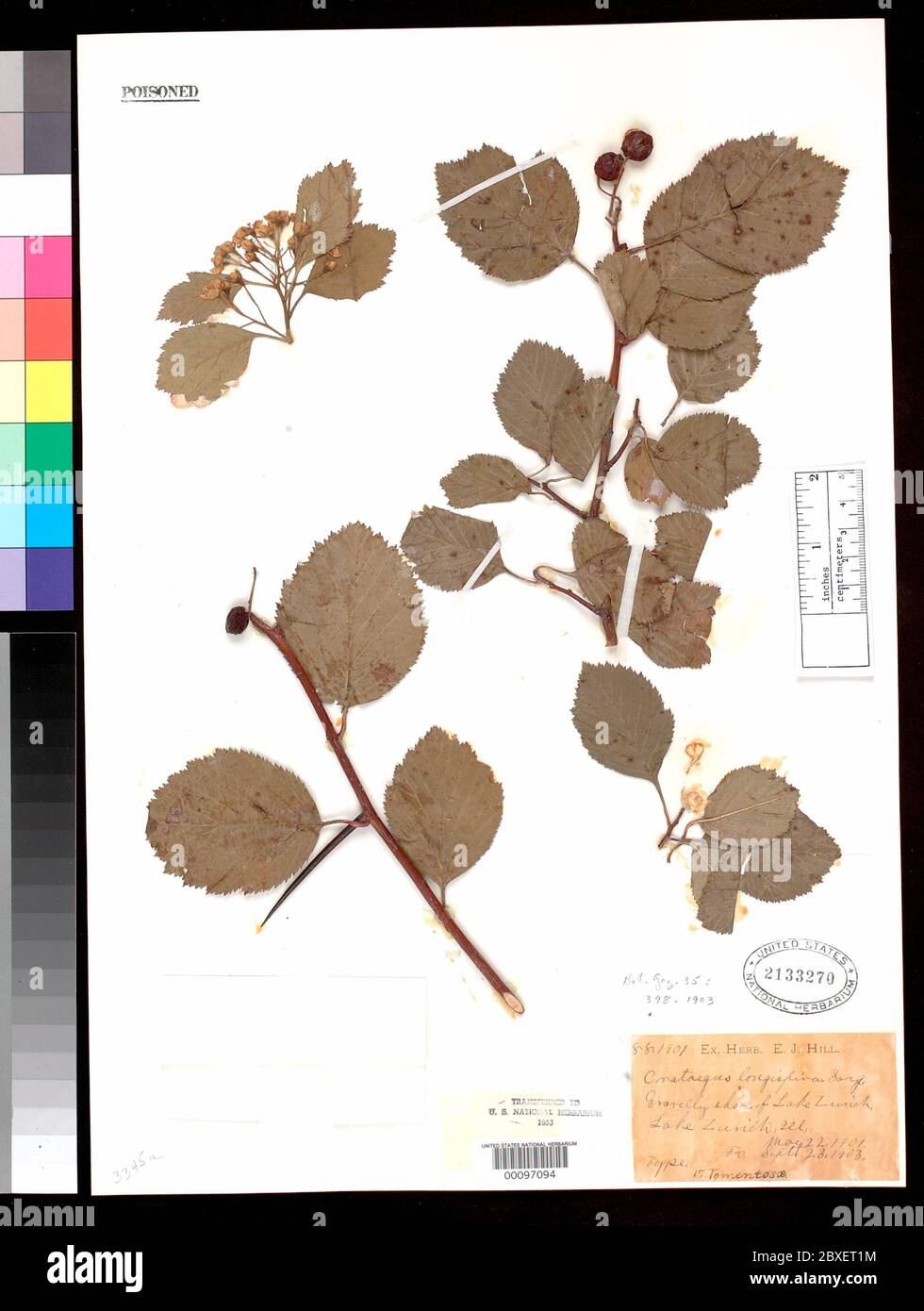 Longispina hi-res stock photography and images - Alamy