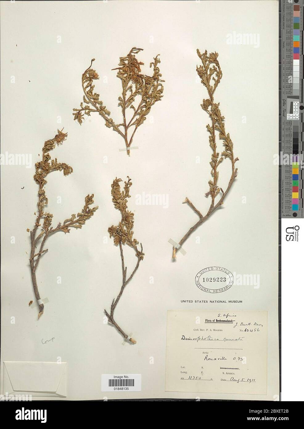 Dimorphotheca cuneata Thunb Less Dimorphotheca cuneata Thunb Less Stock ...