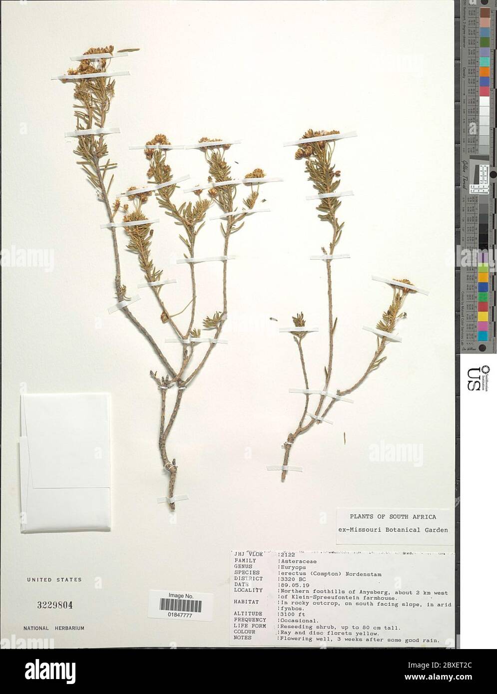 Euryops erectus Compton B Nord Euryops erectus Compton B Nord Stock ...