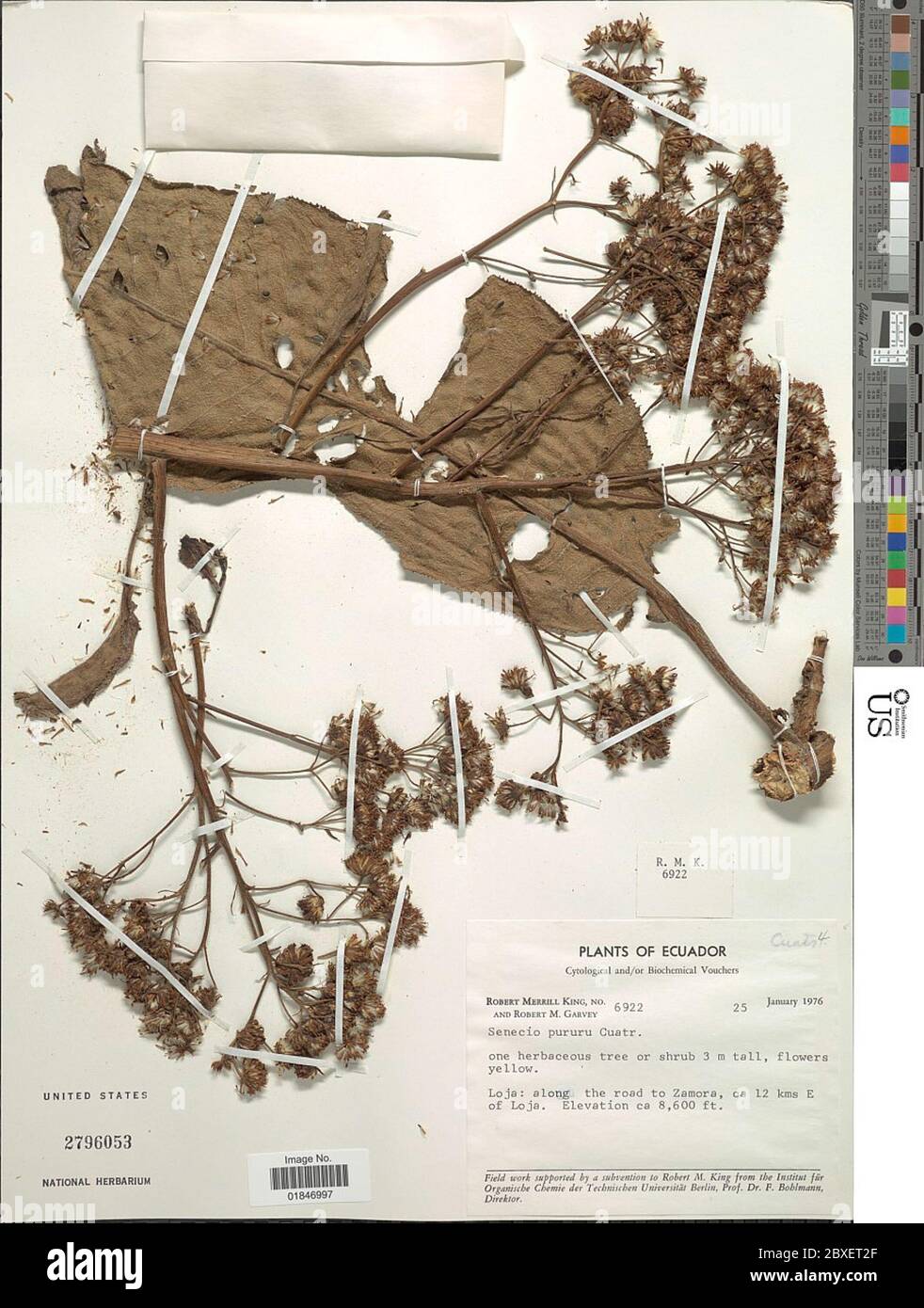 Dendrophorbium pururu hi-res stock photography and images - Alamy