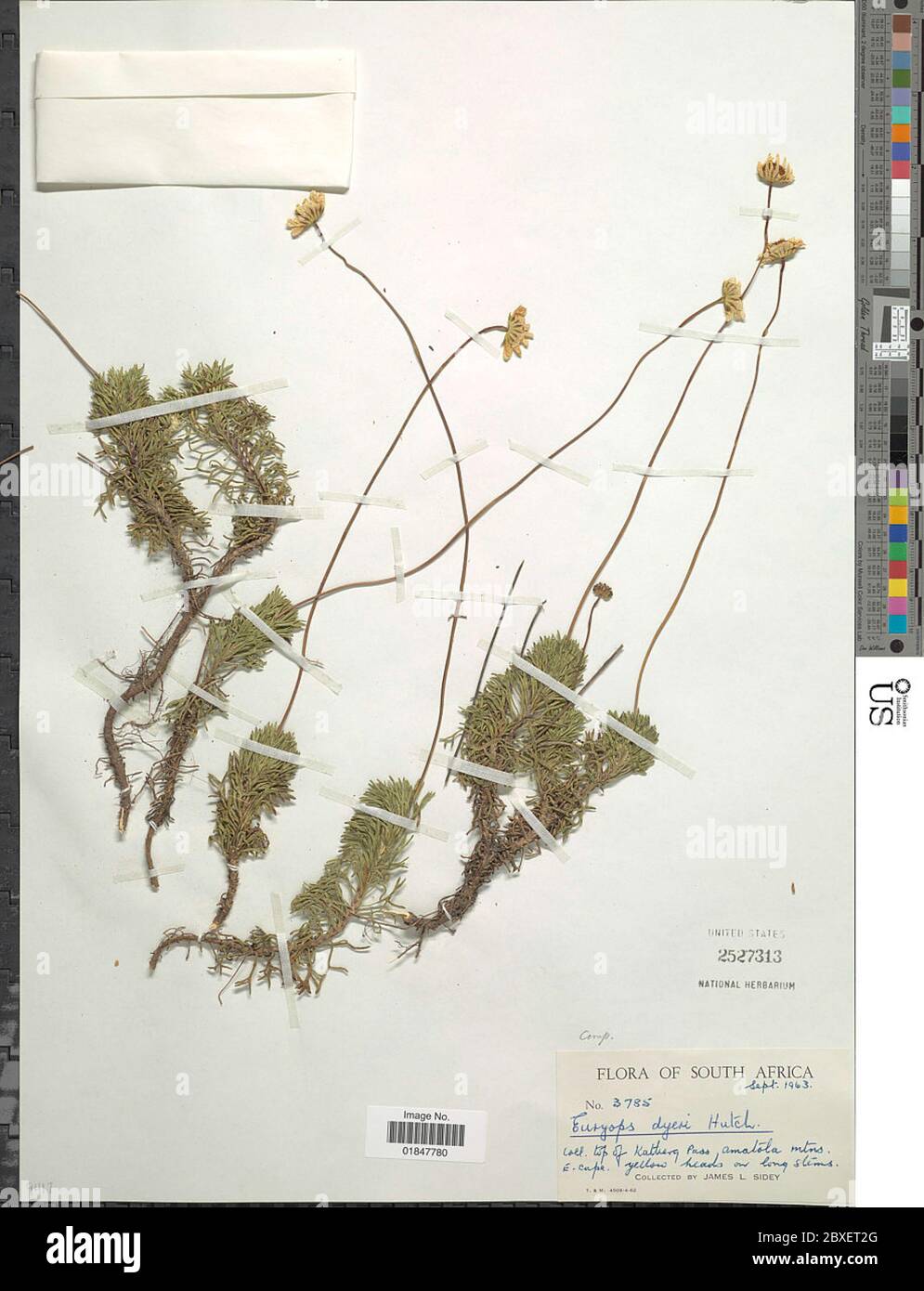 Euryops dyeri Hutch Euryops dyeri Hutch Stock Photo - Alamy