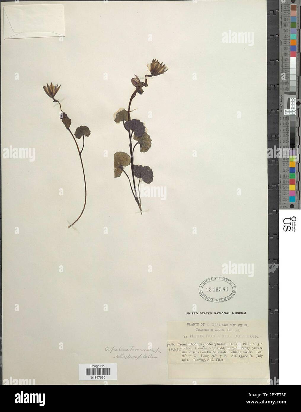 Cremanthodium palmatum Benth Cremanthodium palmatum Benth Stock Photo ...