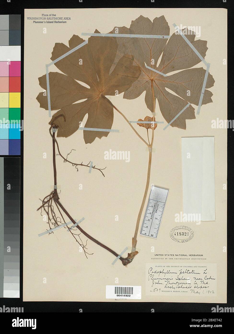 Podophyllum peltatum L Podophyllum peltatum L Stock Photo - Alamy