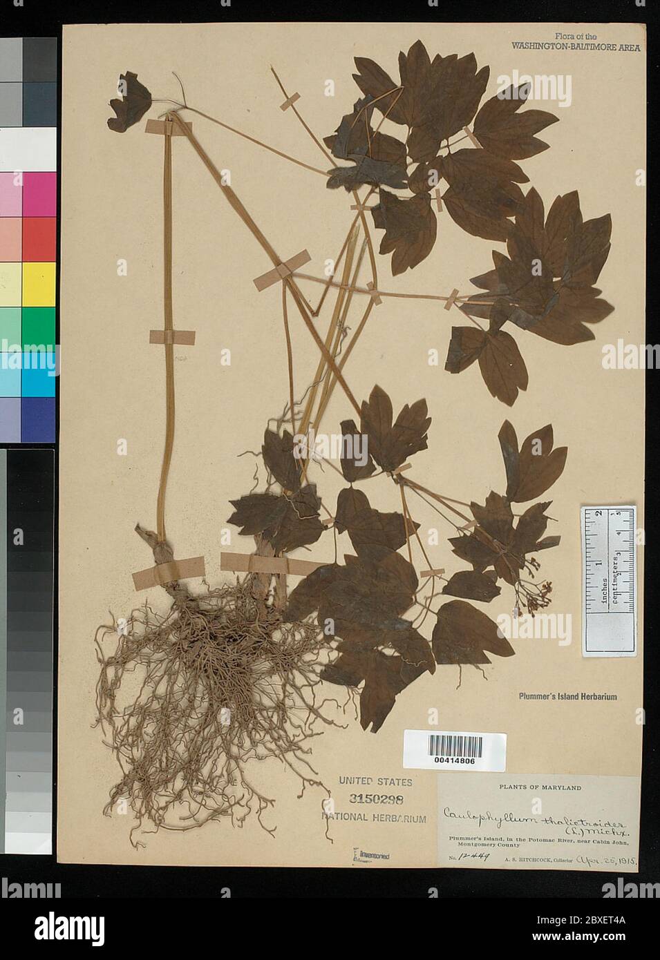 Caulophyllum thalictroides hi-res stock photography and images - Alamy