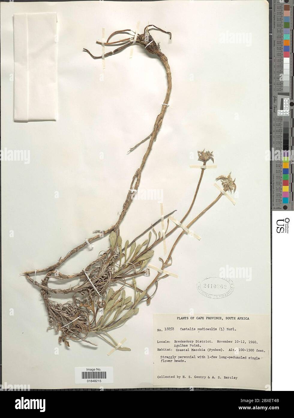 Dimorphotheca nudicaulis L DC Dimorphotheca nudicaulis L DC Stock Photo ...