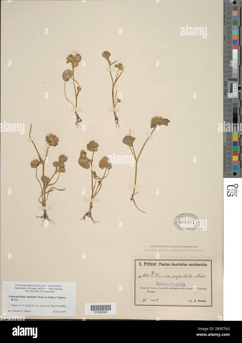 Liparophyllum capitatum Nees Tippery Les Liparophyllum capitatum Nees ...