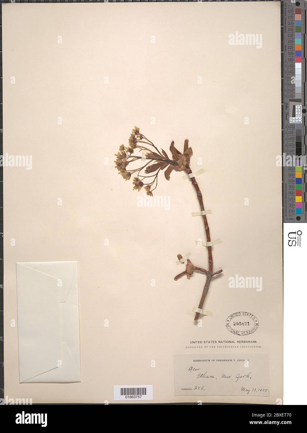 Acer platanoides l hi-res stock photography and images - Alamy