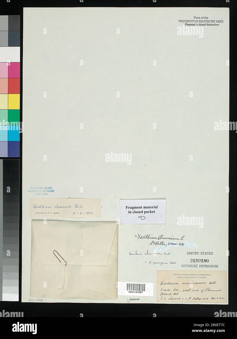 Strumarium hi-res stock photography and images - Alamy