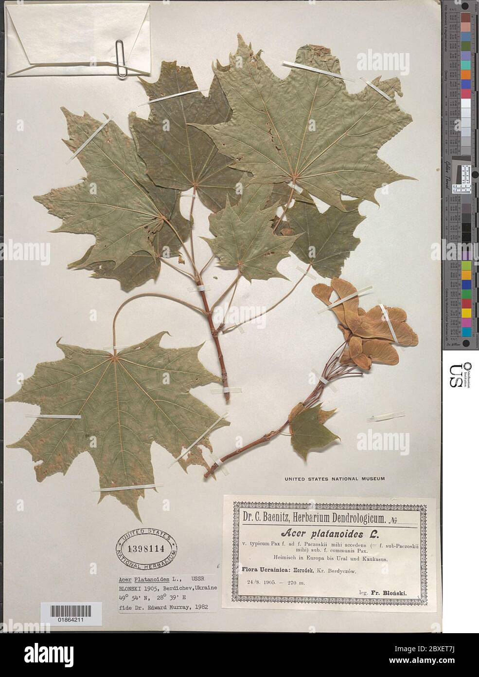 Acer platanoides L Acer platanoides L Stock Photo - Alamy