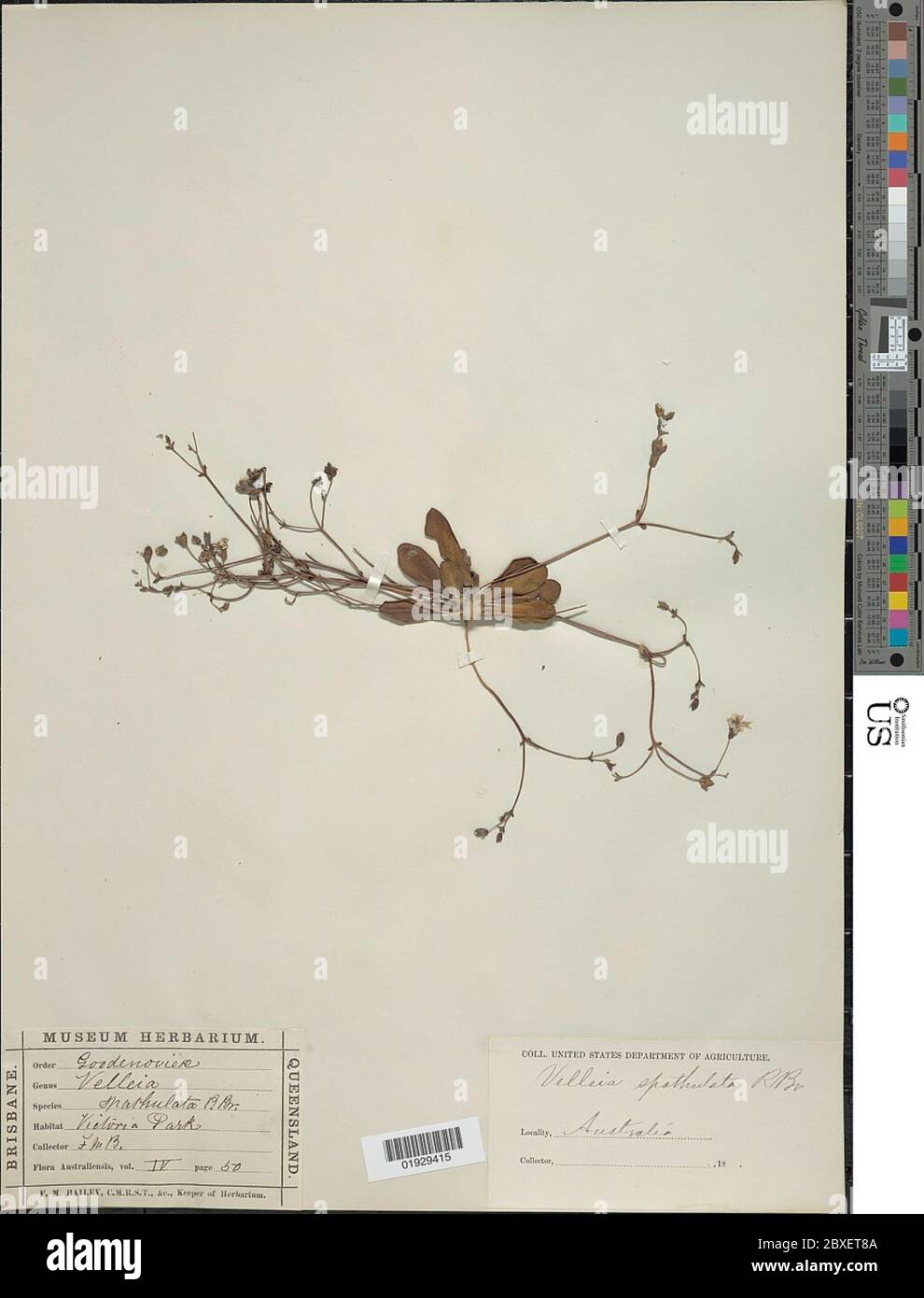 Velleia hi-res stock photography and images - Alamy