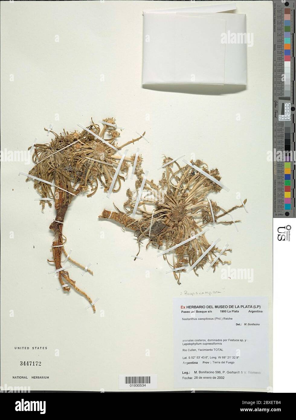 Boopis hi-res stock photography and images - Alamy