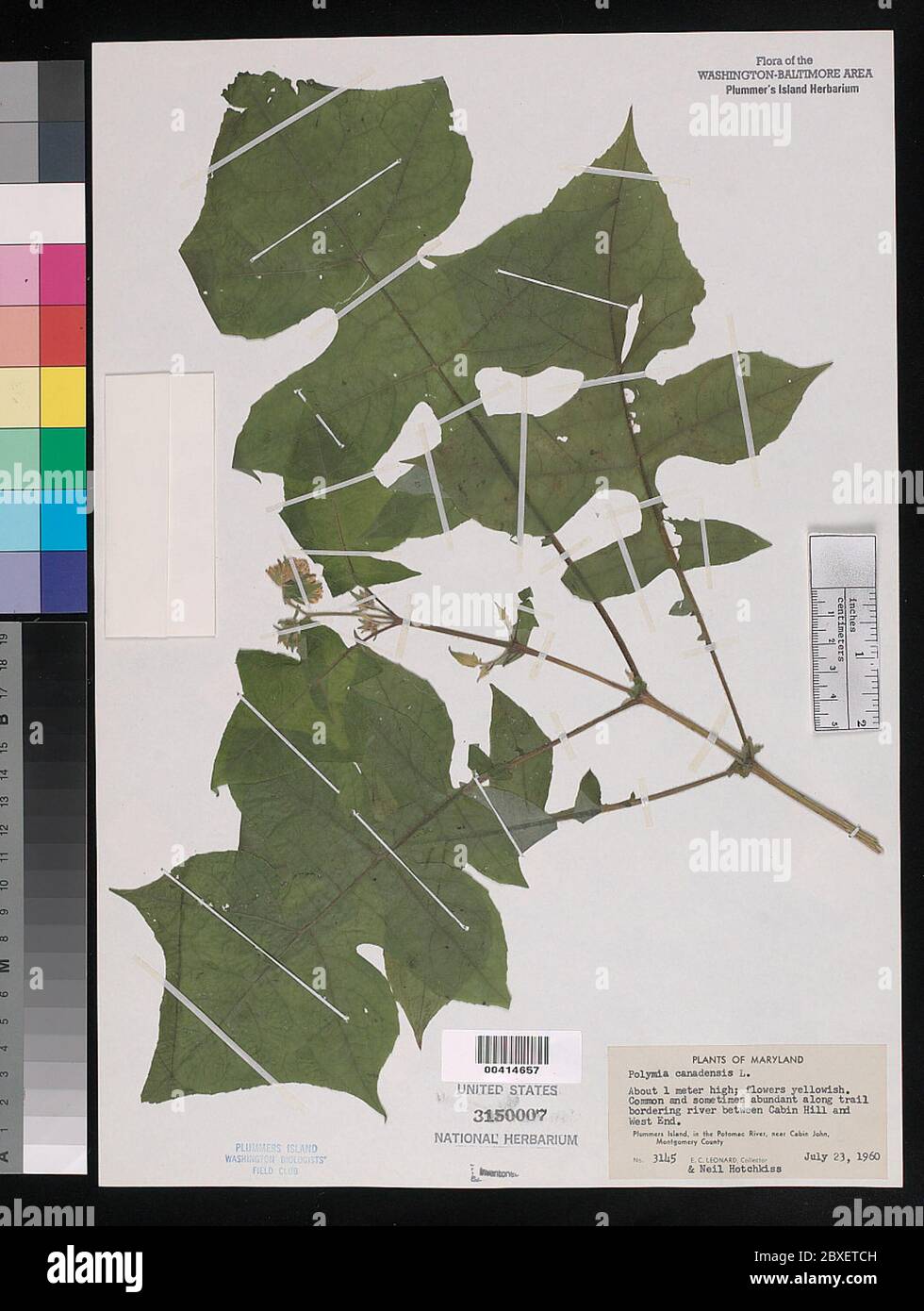 Polymnia hi-res stock photography and images - Alamy