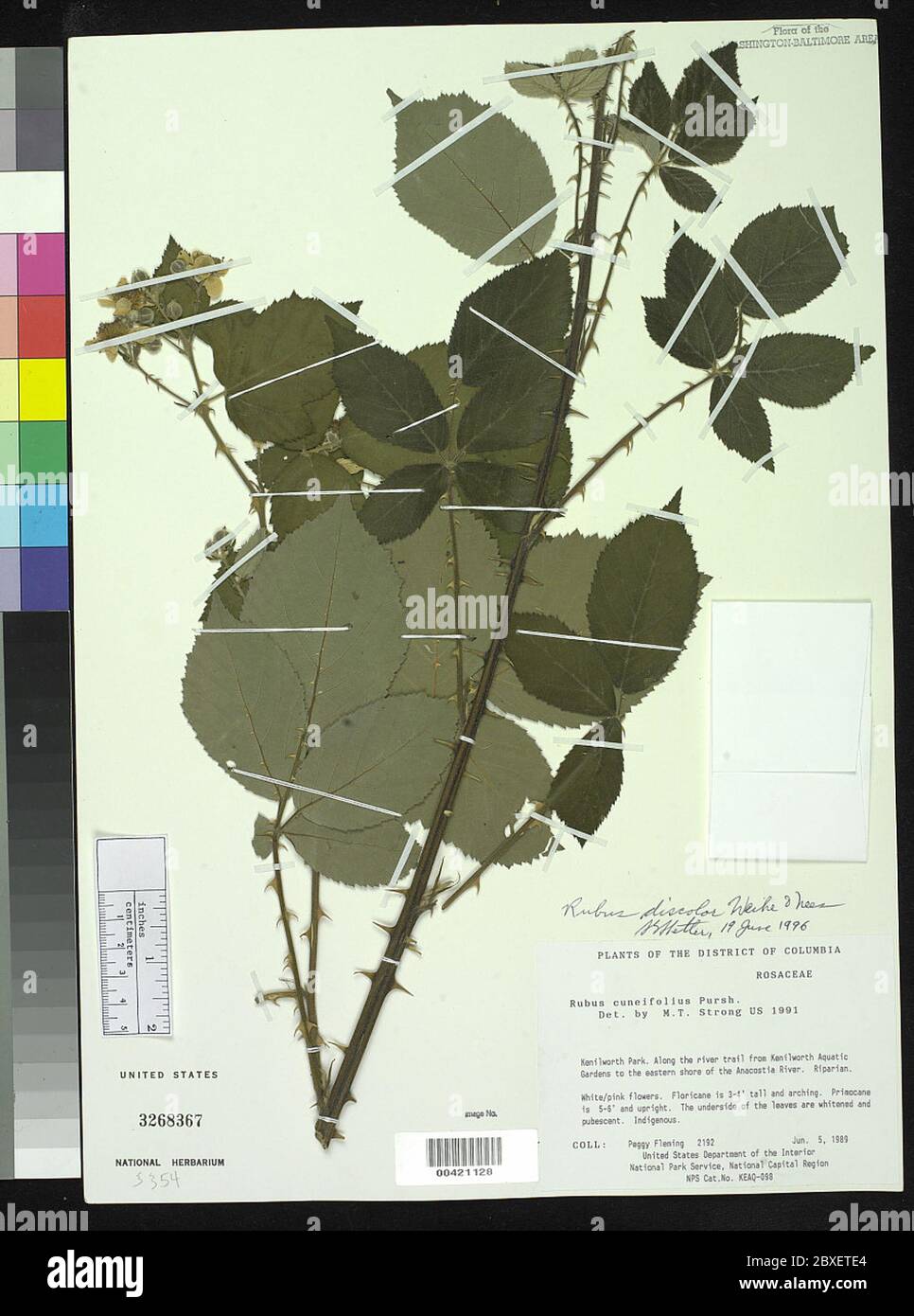 Rubus discolor hi-res stock photography and images - Alamy