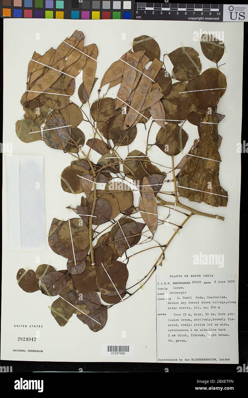 Dalbergia sp Dalbergia sp Stock Photo - Alamy