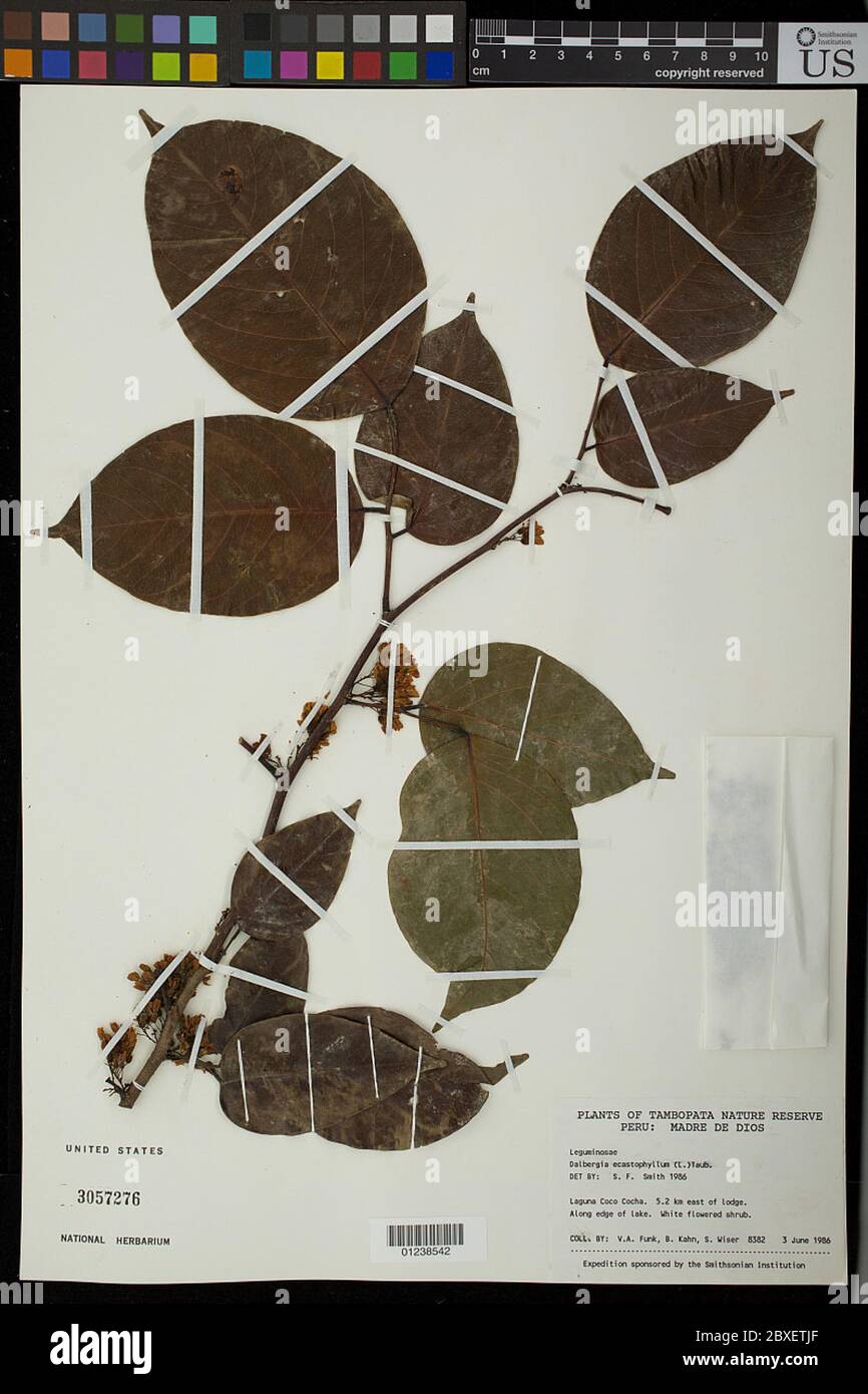 Dalbergia dalbergia sp hi-res stock photography and images - Alamy