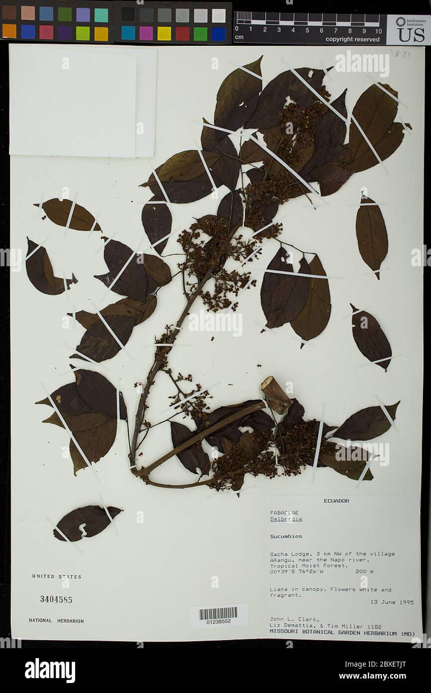 Dalbergia dalbergia sp hi-res stock photography and images - Alamy