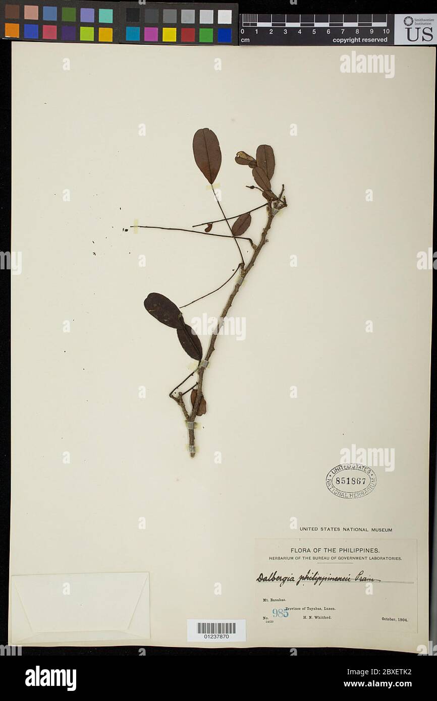 Dalbergia dalbergia sp hi-res stock photography and images - Alamy