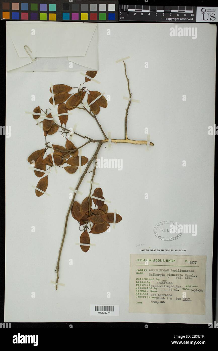 Dalbergia Dalbergia Sp High Resolution Stock Photography and Images - Alamy