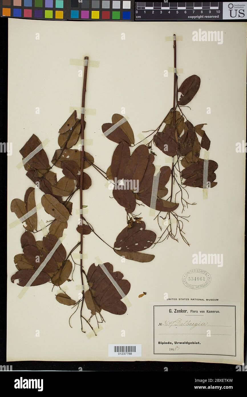 Dalbergia sp Dalbergia sp Stock Photo - Alamy