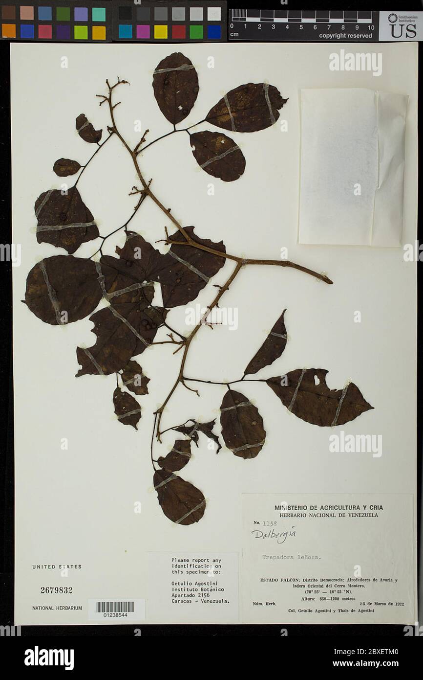 Dalbergia sp Dalbergia sp Stock Photo - Alamy